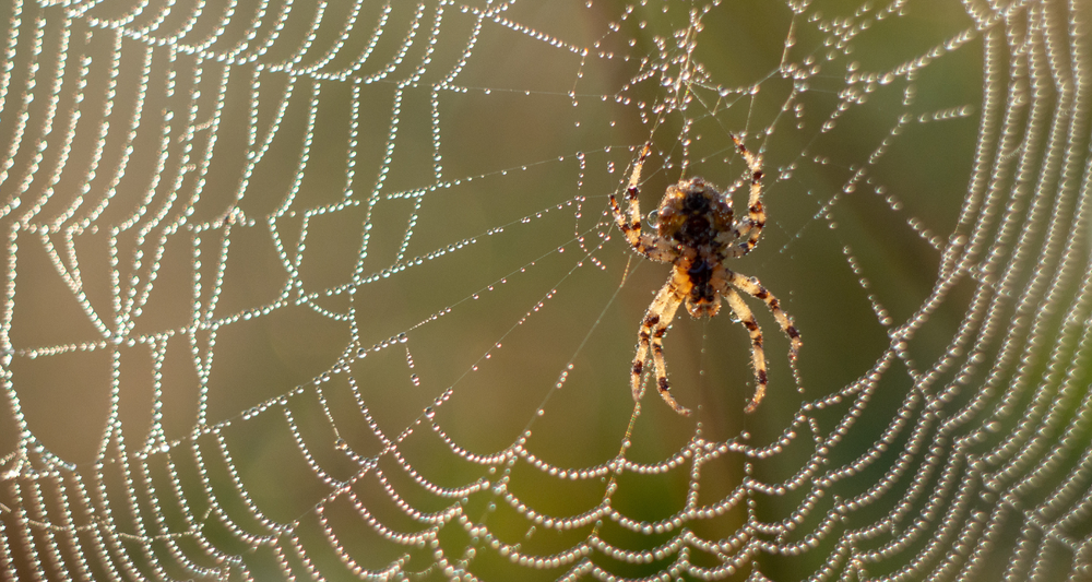 Spider Symbolism and Meaning as Spirit, Totem, and Power Animal