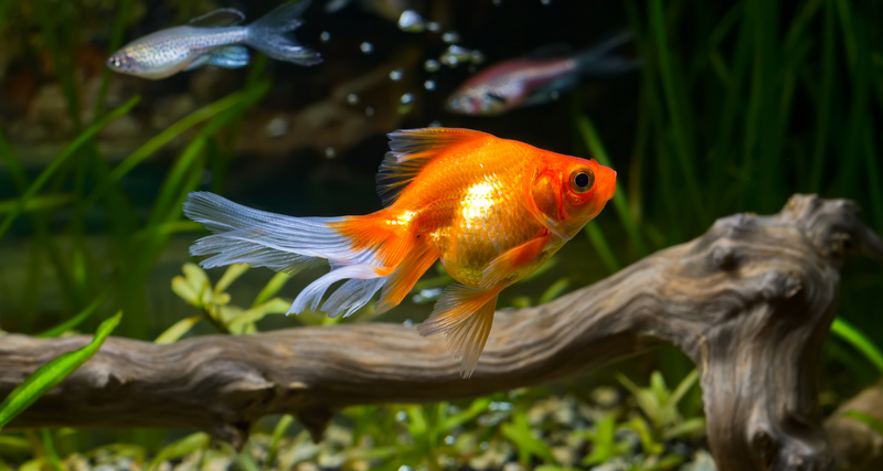 Goldfish Symbolism and Meaning as Spirit, Totem, and Power Animal