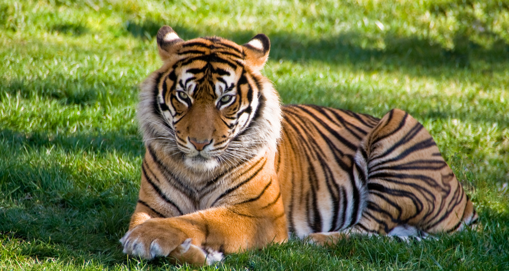 Tiger Symbolism and Meaning as Spirit, Totem, and Power Animal