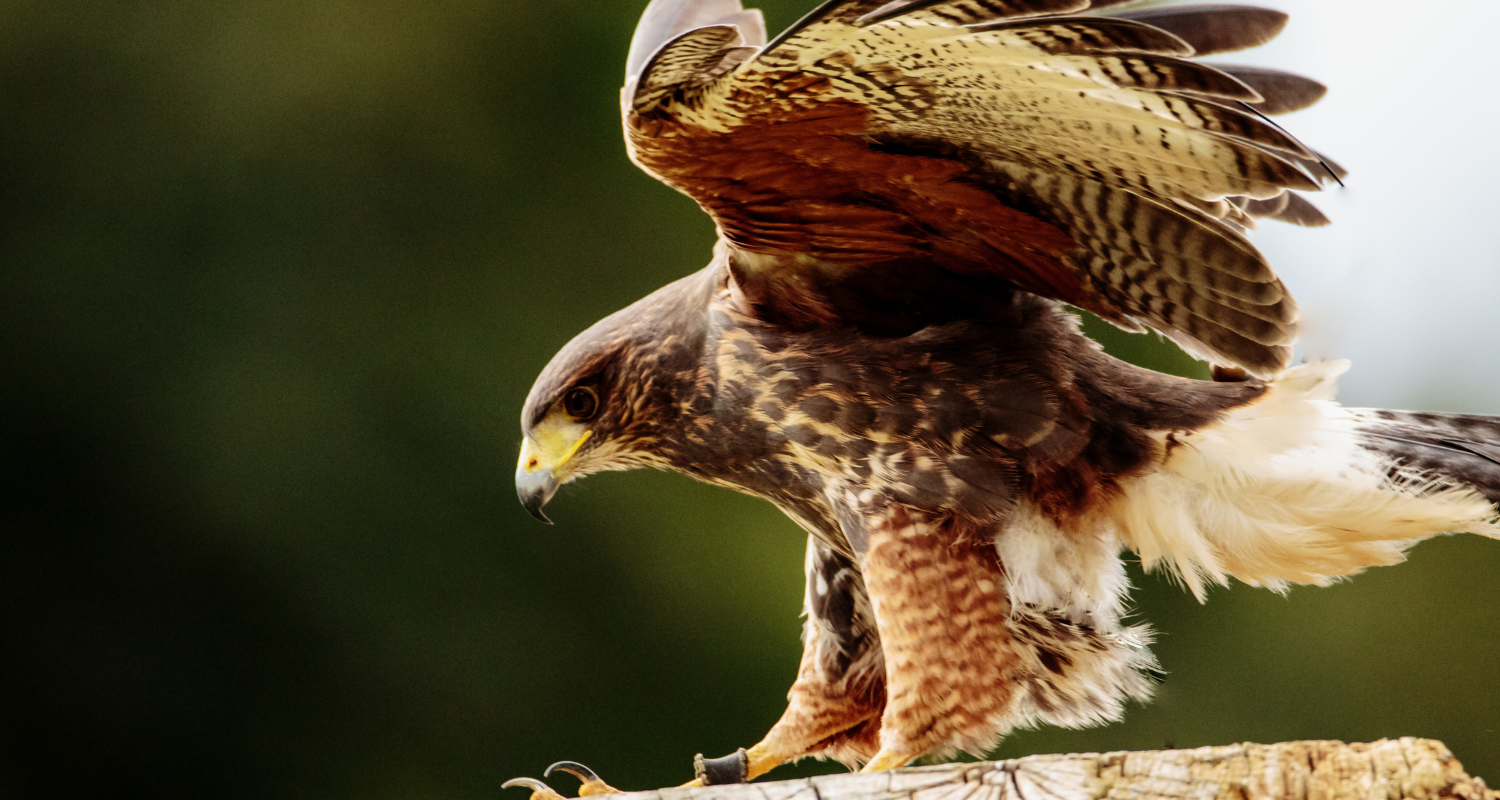 Hawk Symbolism and Meaning as Spirit, Totem, and Power Animal