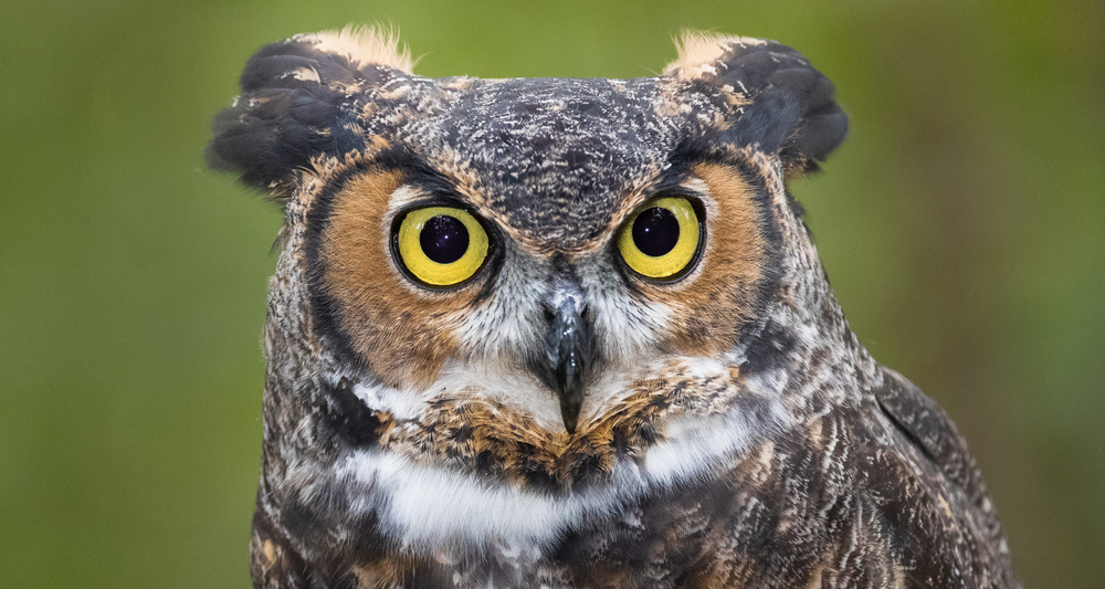 Owl Symbolism and Meaning as Spirit, Totem, and Power Animal