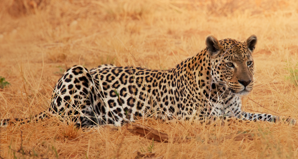 Leopard Symbolism and Meaning as Spirit, Totem, and Power Animal