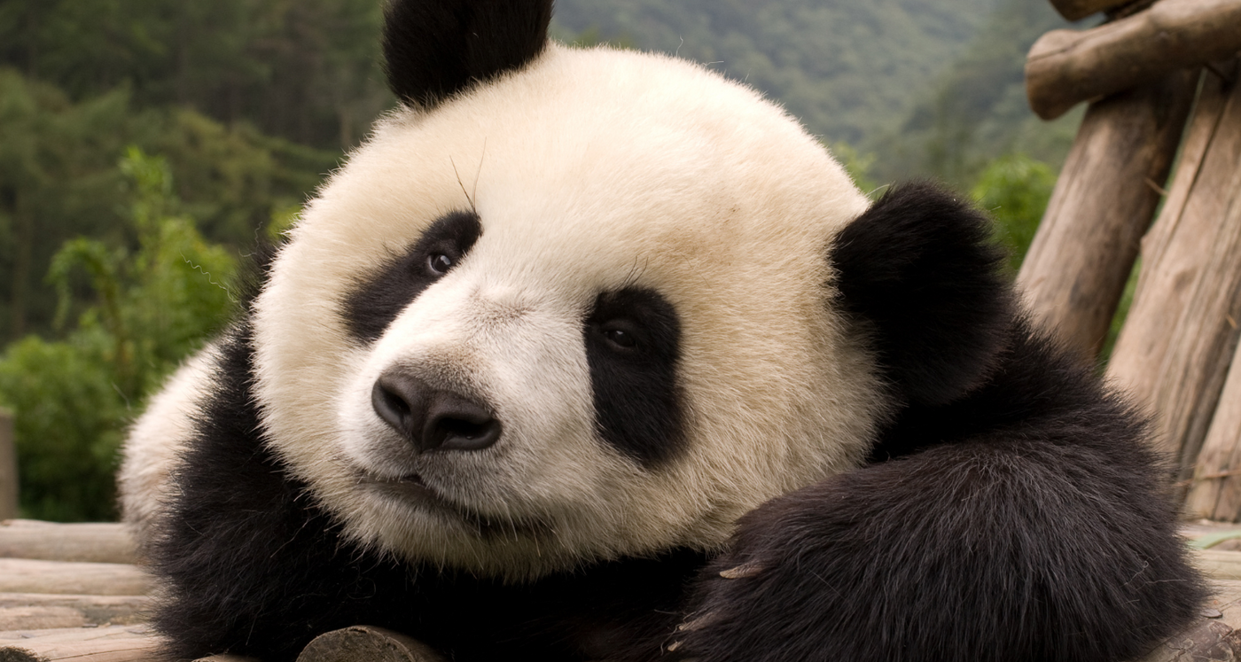 Panda Symbolism and Meaning as Spirit, Totem, and Power Animal