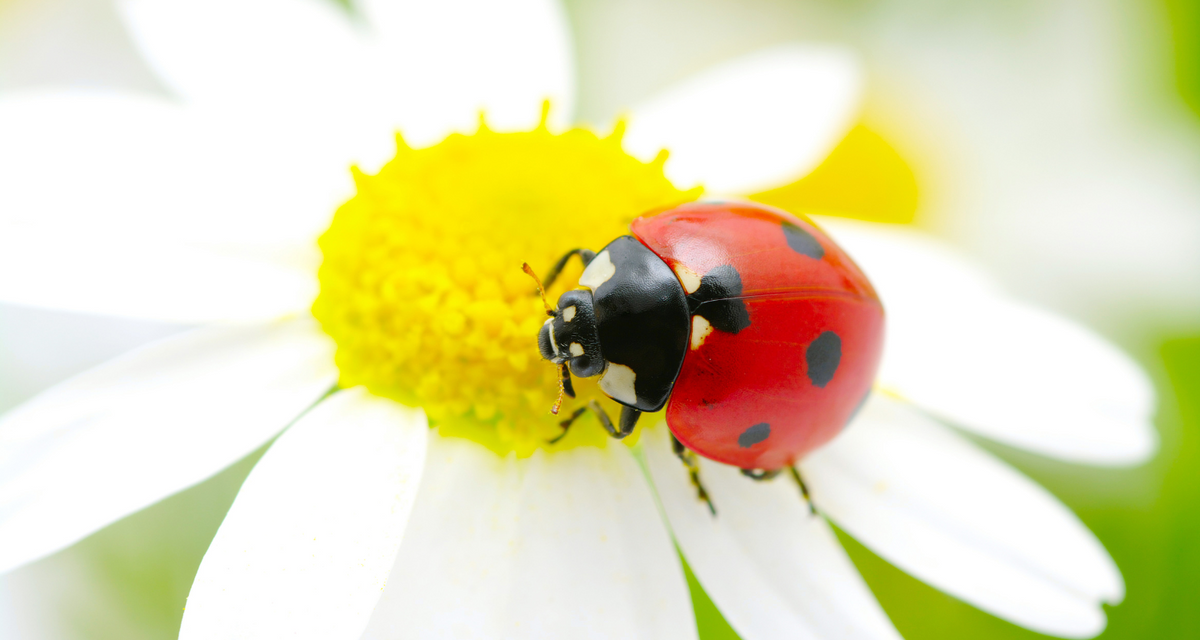 Ladybug Symbolism and Meaning as Spirit, Totem, and Power Animal