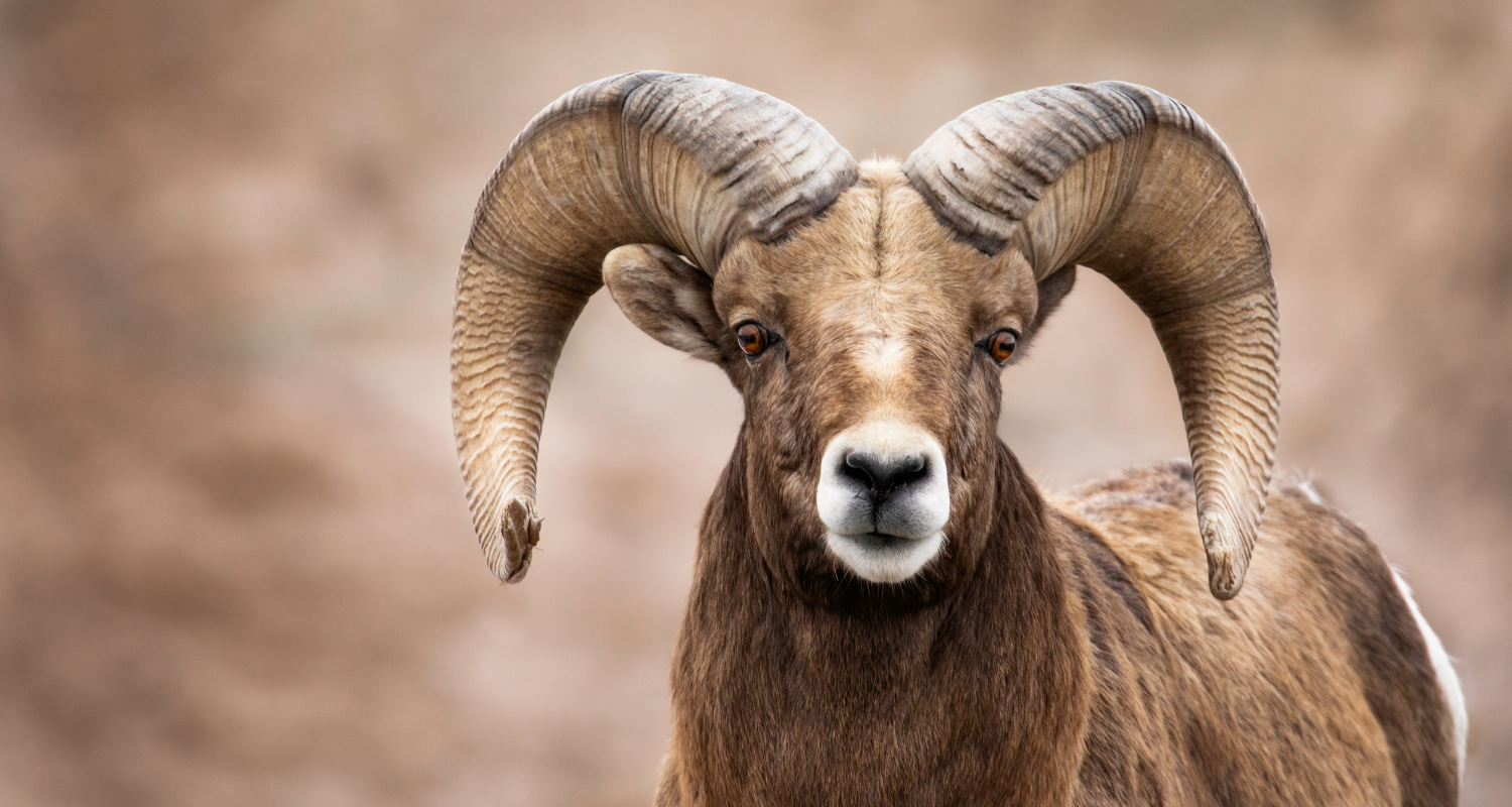 Ram Symbolism and Meaning as Spirit, Totem, and Power Animal