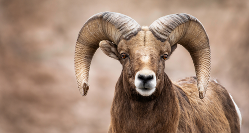 Ram Symbolism and Meaning as Spirit, Totem, and Power Animal