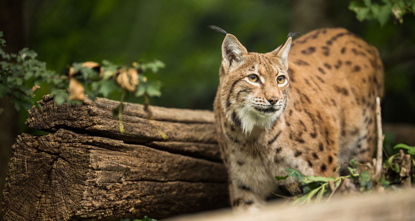 Lynx Symbolism and Meaning as Spirit, Totem, and Power Animal