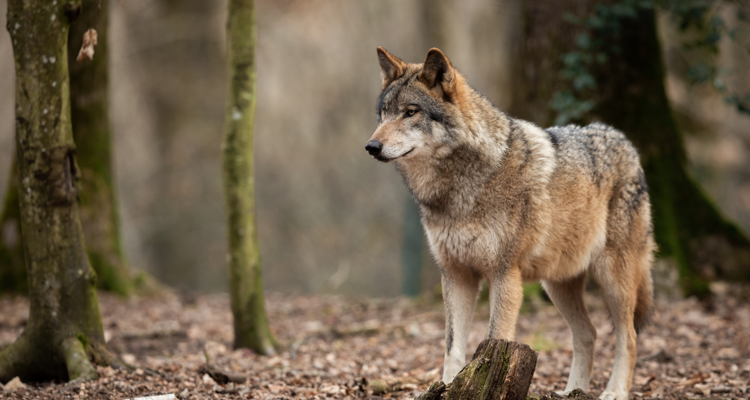 Wolf Symbolism and Meaning as Spirit, Totem, and Power Animal