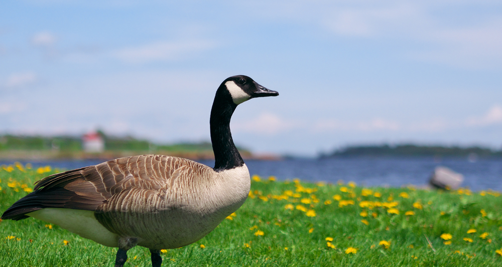 Goose Symbolism and Meaning as Spirit, Totem, and Power Animal