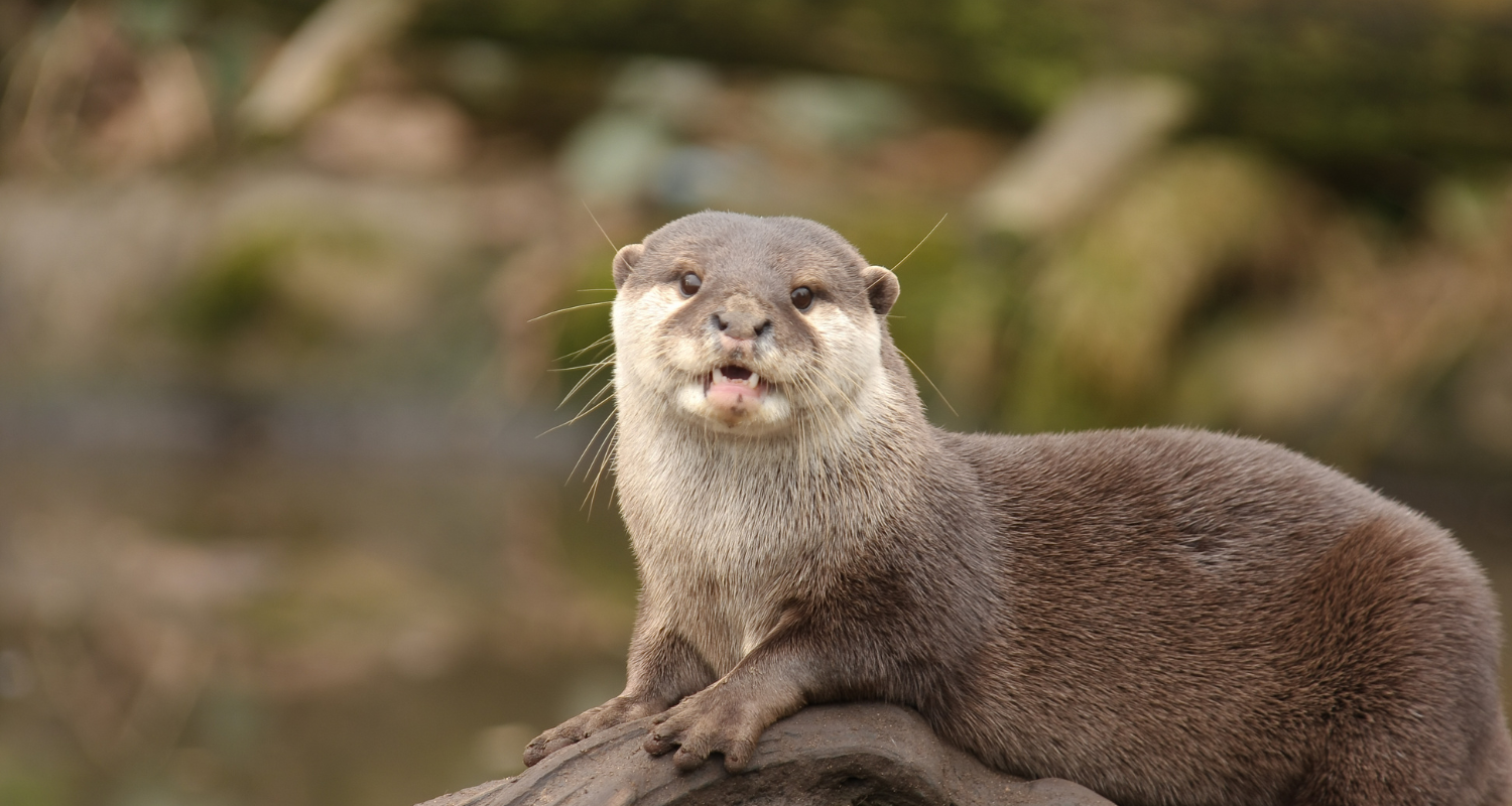 Otter Symbolism and Meaning as Spirit, Totem, and Power Animal