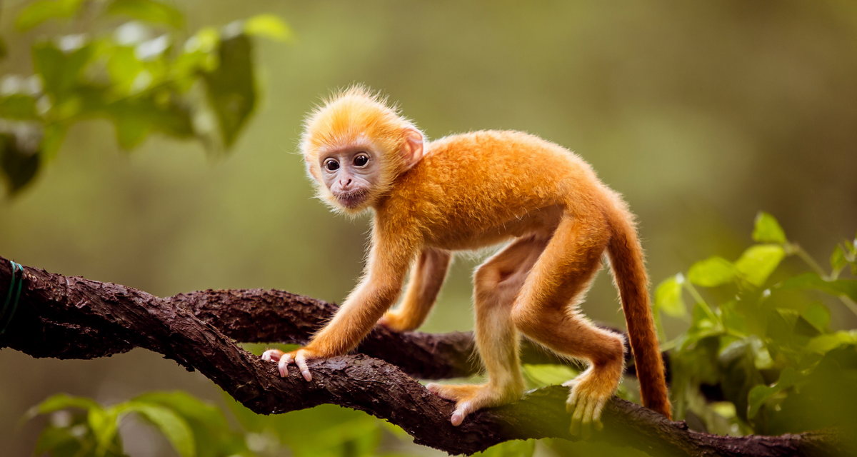 Monkey Symbolism and Meaning as Spirit, Totem, and Power Animal