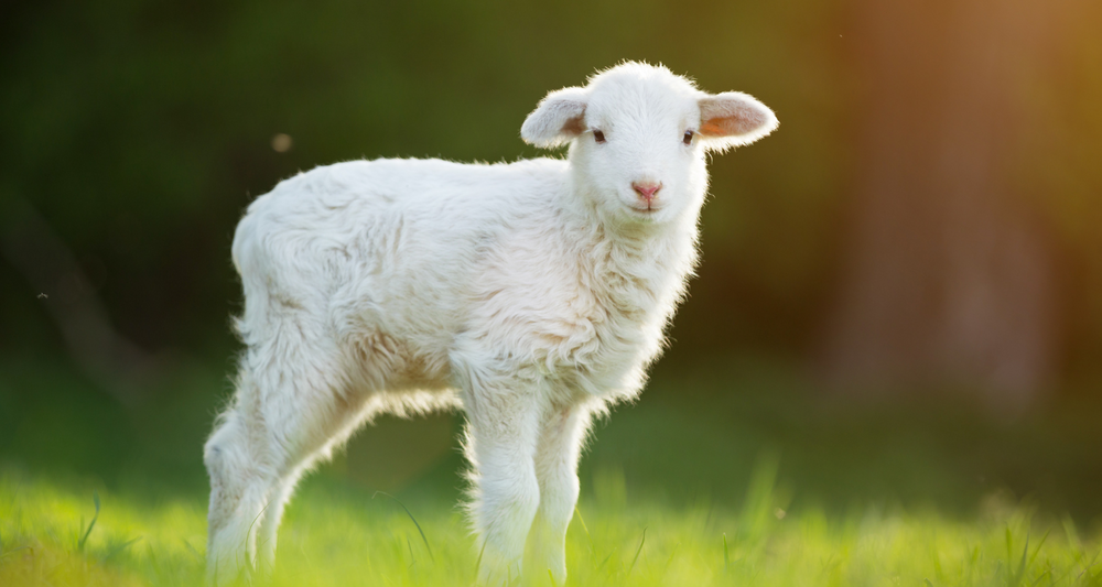 Lamb Symbolism and Meaning as Spirit, Totem, and Power Animal