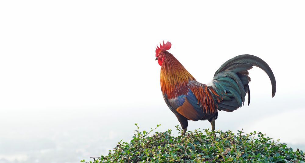 Rooster Symbolism and Meaning as Spirit, Totem, and Power Animal