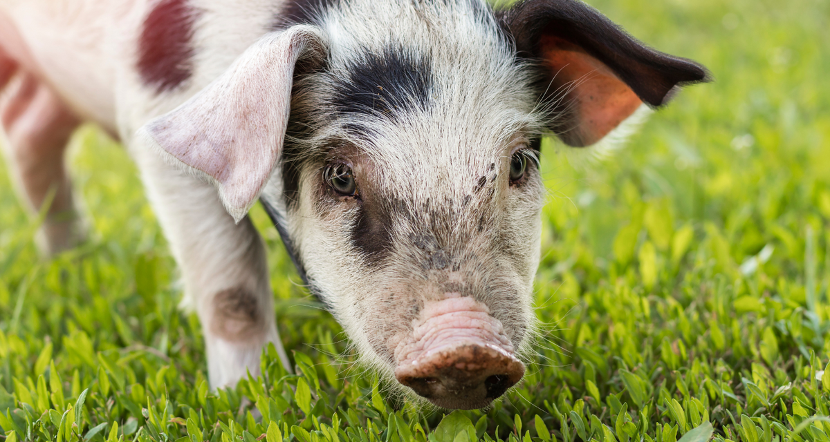 Pig Symbolism and Meaning as Spirit, Totem, and Power Animal