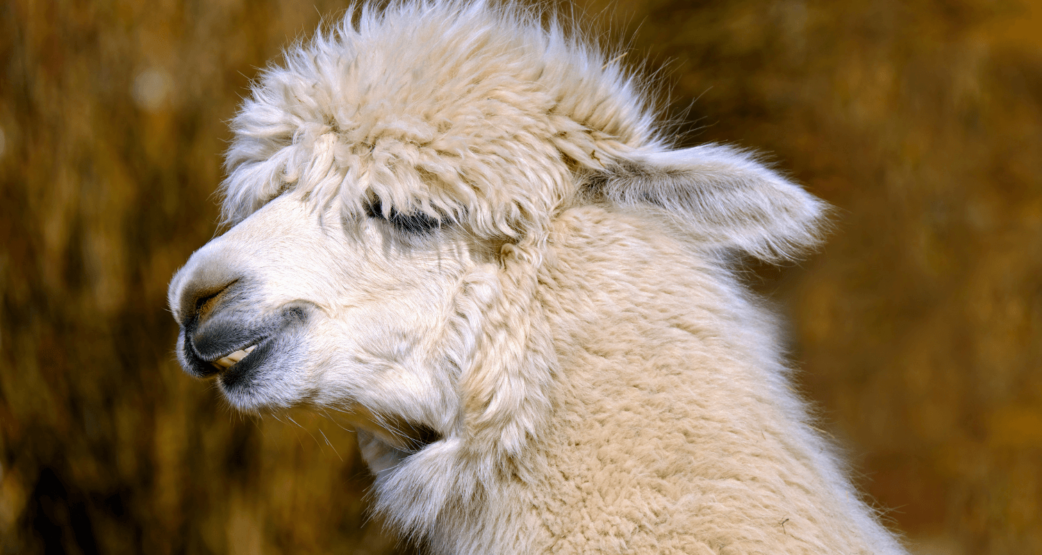 Alpaca Symbolism and Meaning as Spirit, Totem, and Power Animal