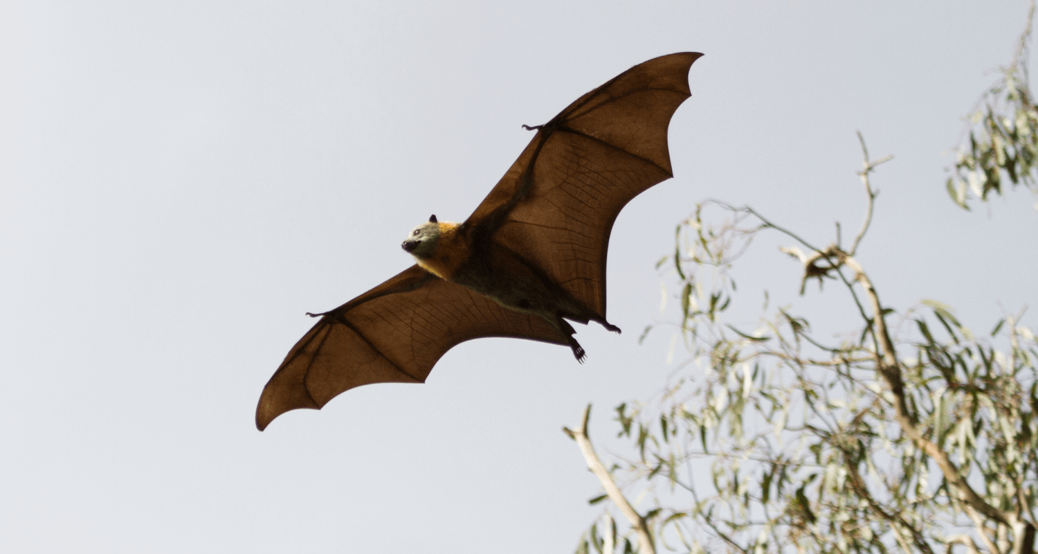 Bat Symbolism and Meaning as Spirit, Totem, and Power Animal