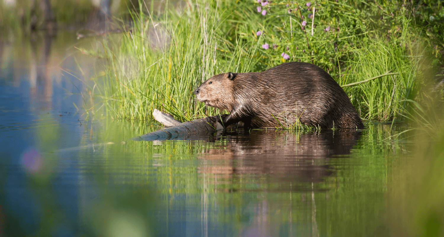 Beaver Symbolism and Meaning as Spirit, Totem, and Power Animal