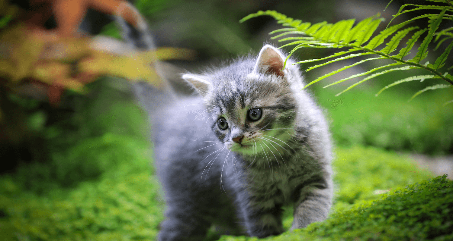 Cat Symbolism and Meaning as Spirit, Totem, and Power Animal