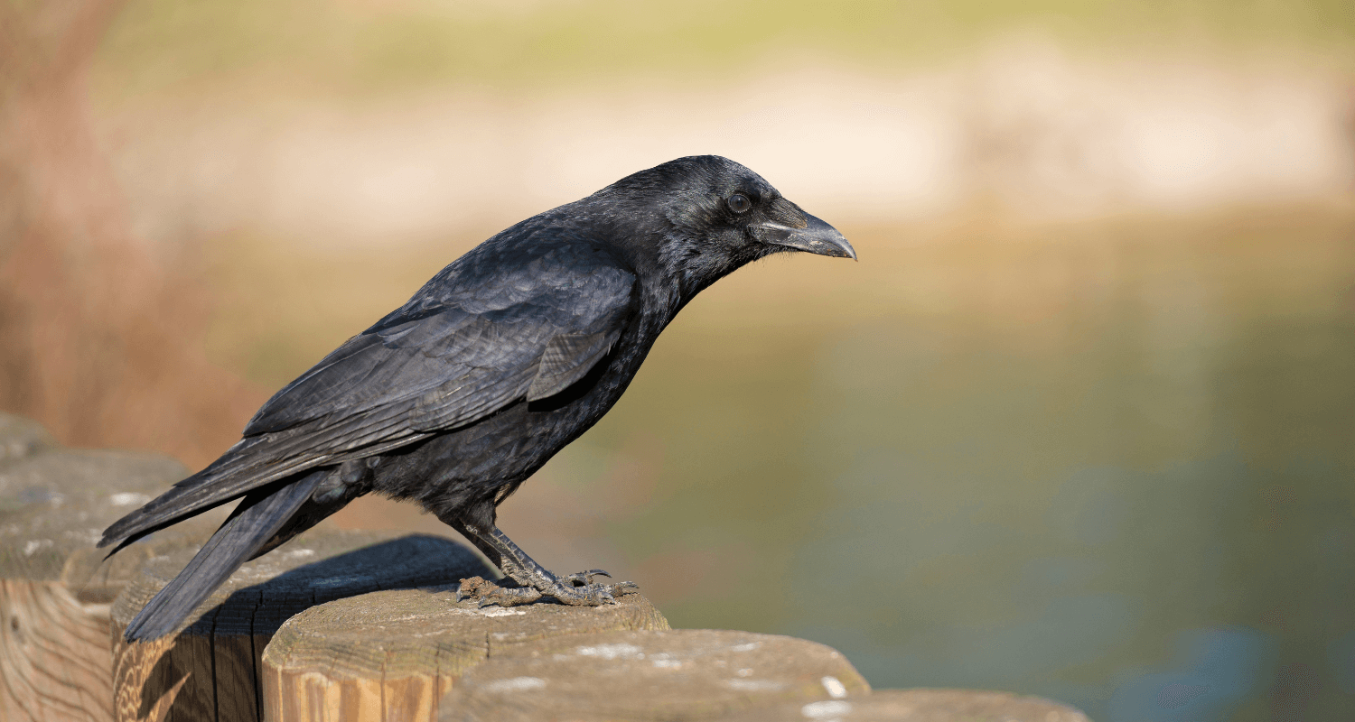 Crow Symbolism and Meaning as Spirit, Totem, and Power Animal