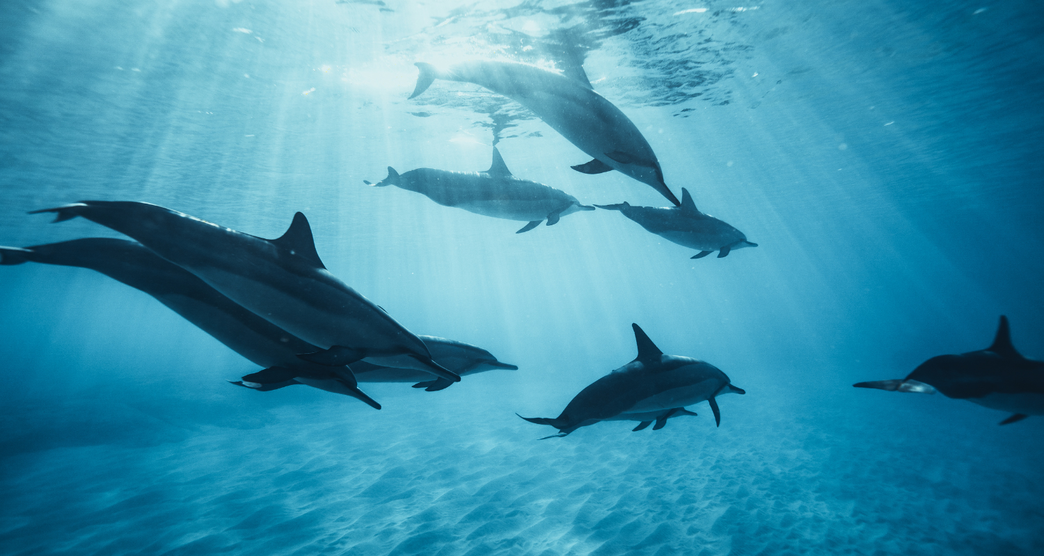 Dolphin Symbolism and Meaning as Spirit, Totem, and Power Animal