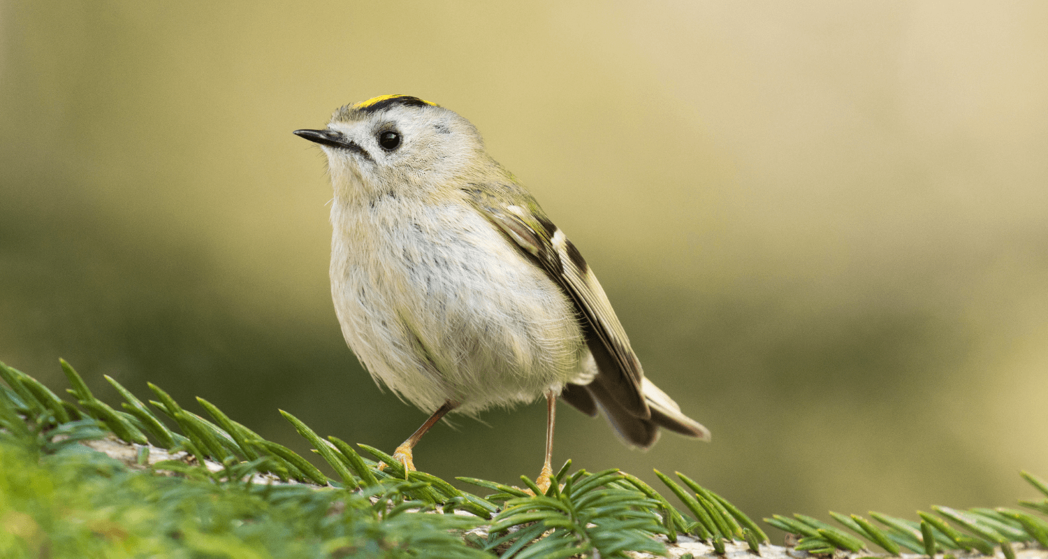 Goldcrest Symbolism and Meaning as Spirit, Totem, and Power Animal