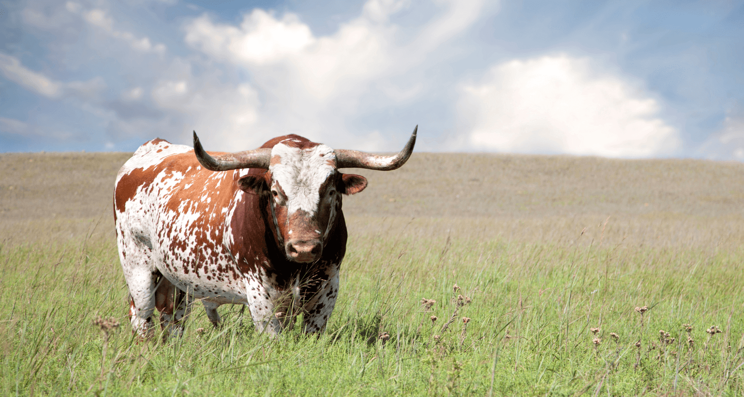 Ox Symbolism and Meaning as Spirit, Totem, and Power Animal