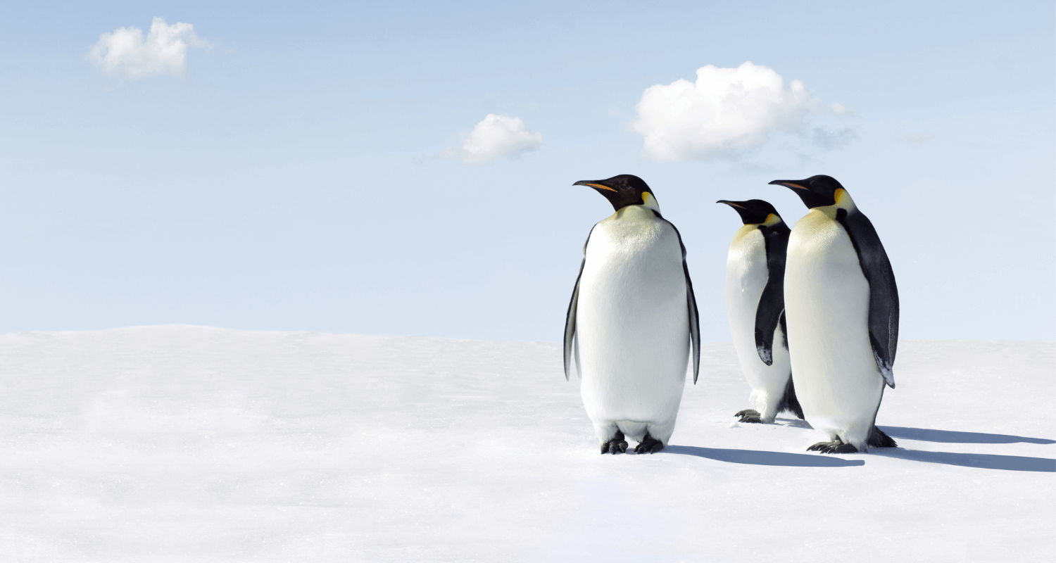 Penguin Symbolism and Meaning as Spirit, Totem, and Power Animal